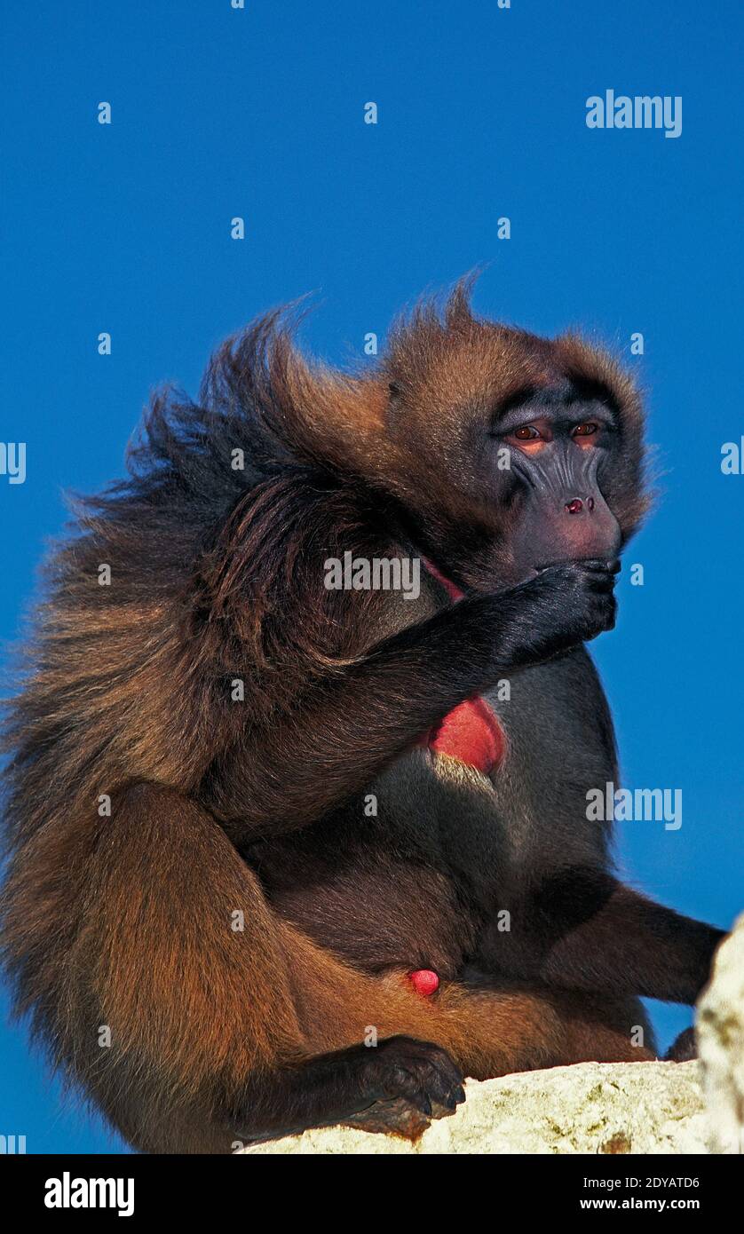 Gelada Baboon, theropithecus gelada, Male Stock Photo - Alamy