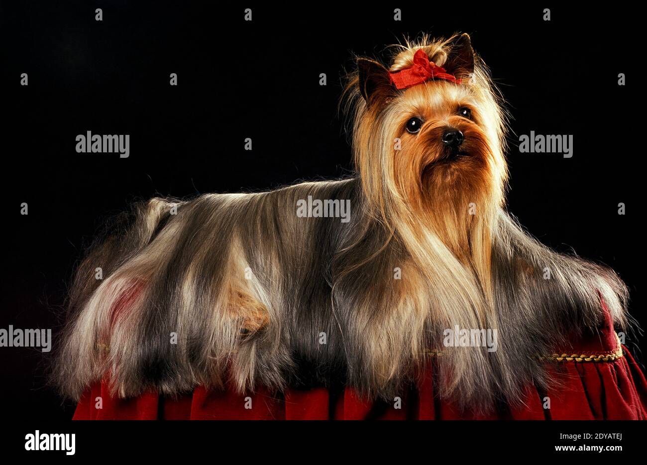 Yorkshire Terrier, Adult well Groomed Stock Photo - Alamy