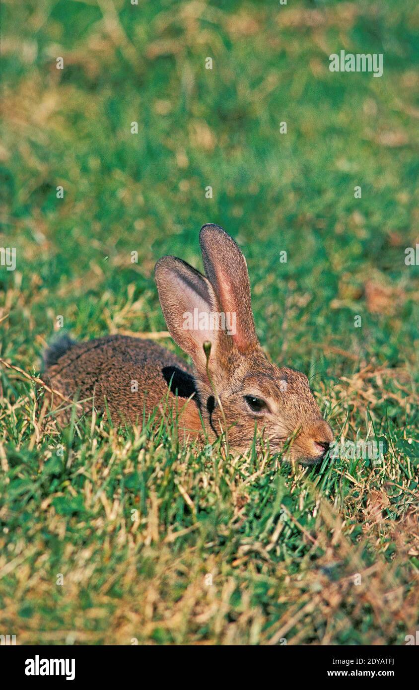 European Rabbit, oryctolagus cuniculus, Adult Hiding through Grass ...