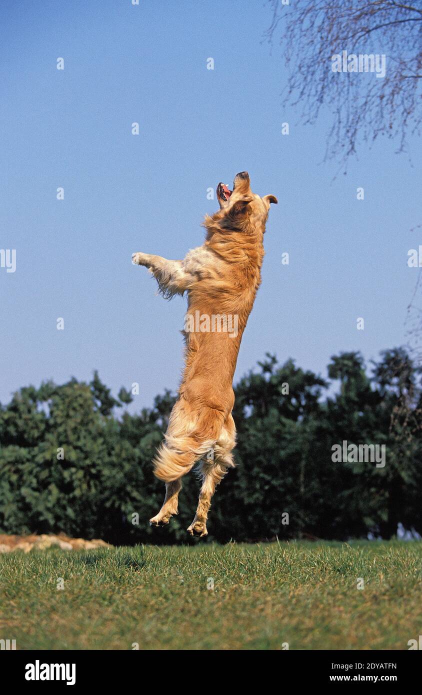 Golden Retriever, Dog Leaping Stock Photo - Alamy