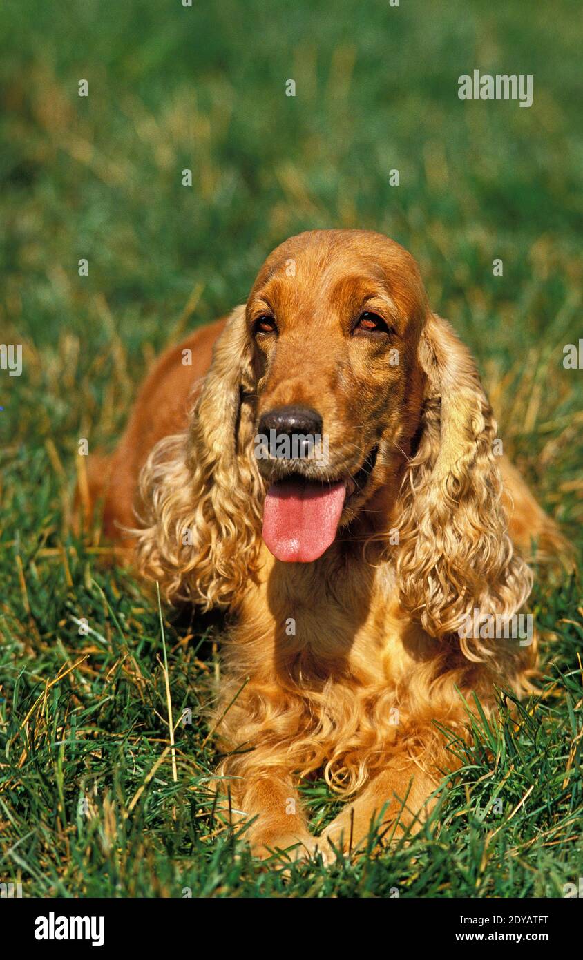 English Cocker Spaniel, Dog laying on Grass Stock Photo - Alamy