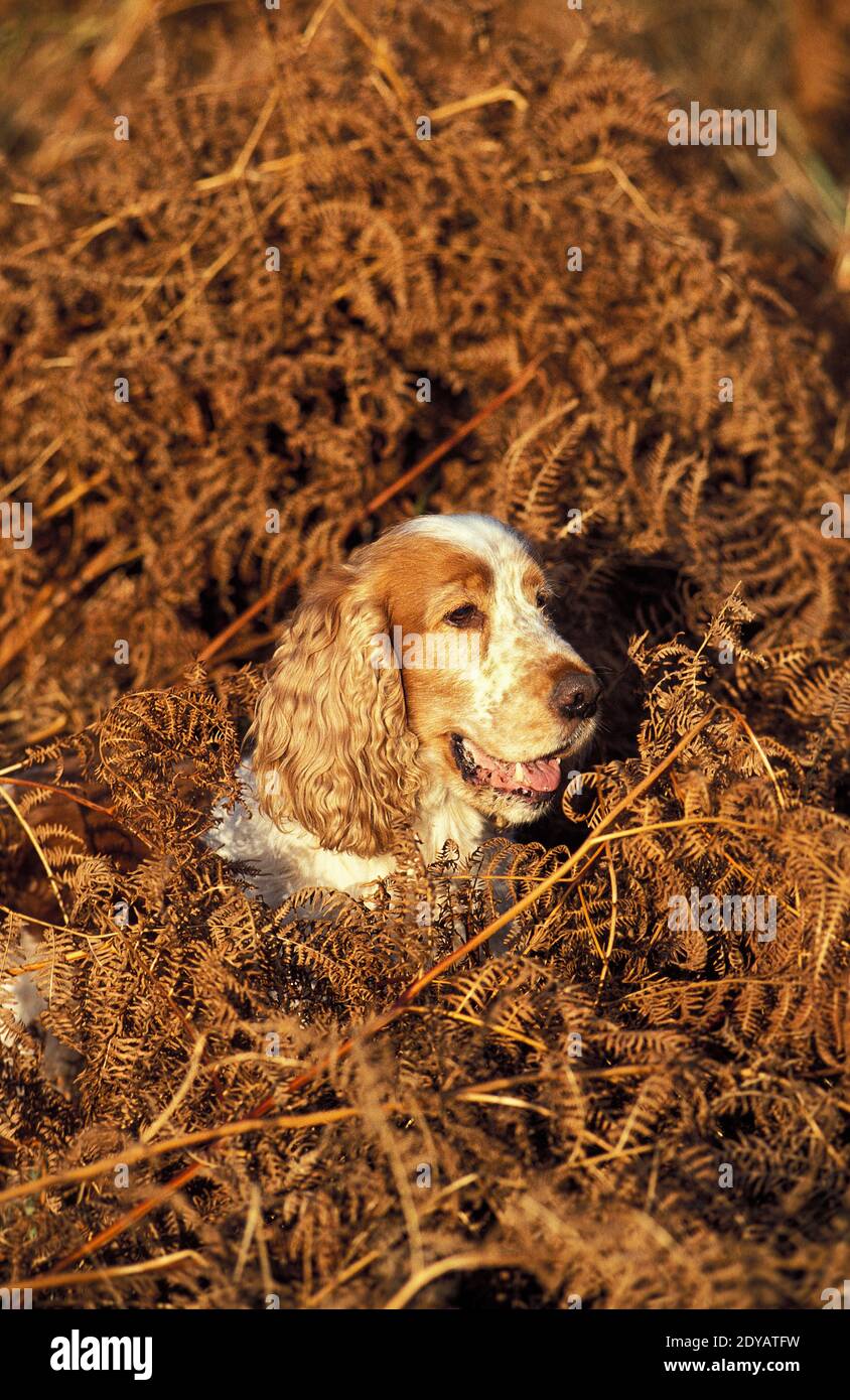 English Cocker Spaniel, Dog laying on Ferns Stock Photo - Alamy