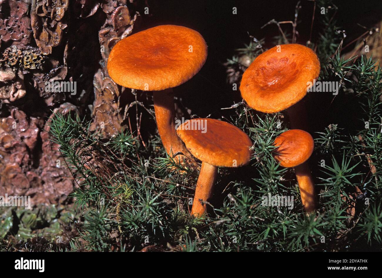 Orange milkcap hi-res stock photography and images - Alamy