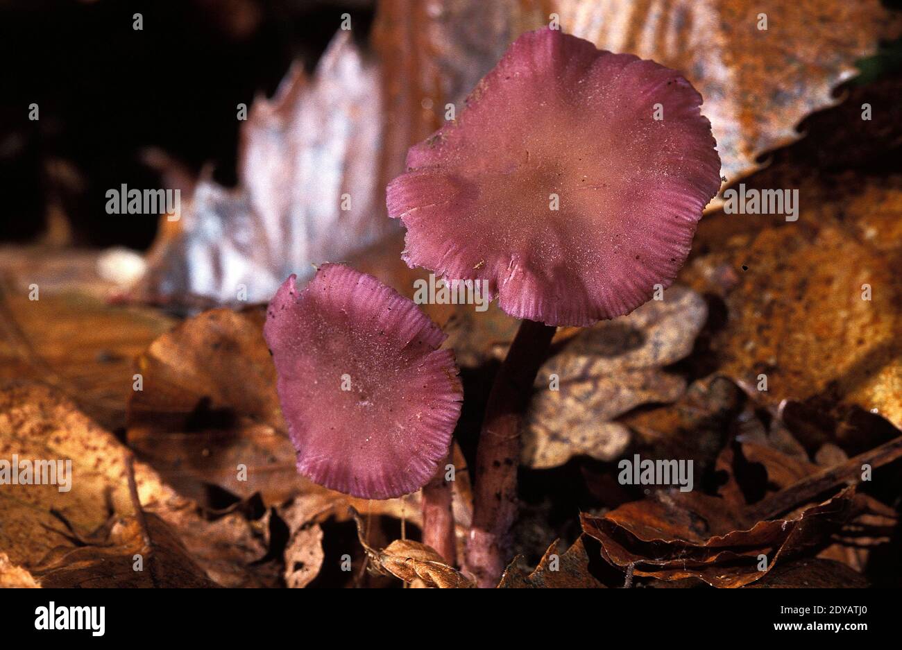 Amethyst Deceiver Fungi, laccaria amethystina, Edible Mushroom Stock ...