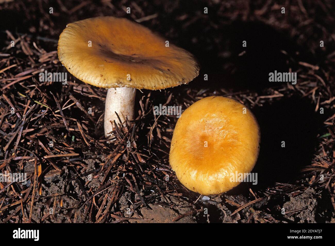 Common Yellow Russula Fungus, russula ochroleuca Stock Photo - Alamy