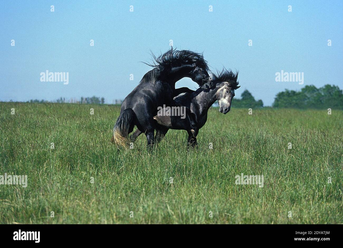 Lusitano Horse, Stallions Fighting Stock Photo - Alamy