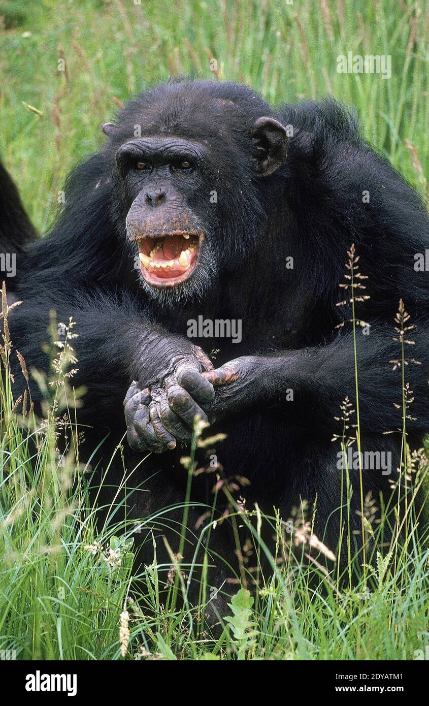 Chimpanzee crying hi-res stock photography and images - Alamy