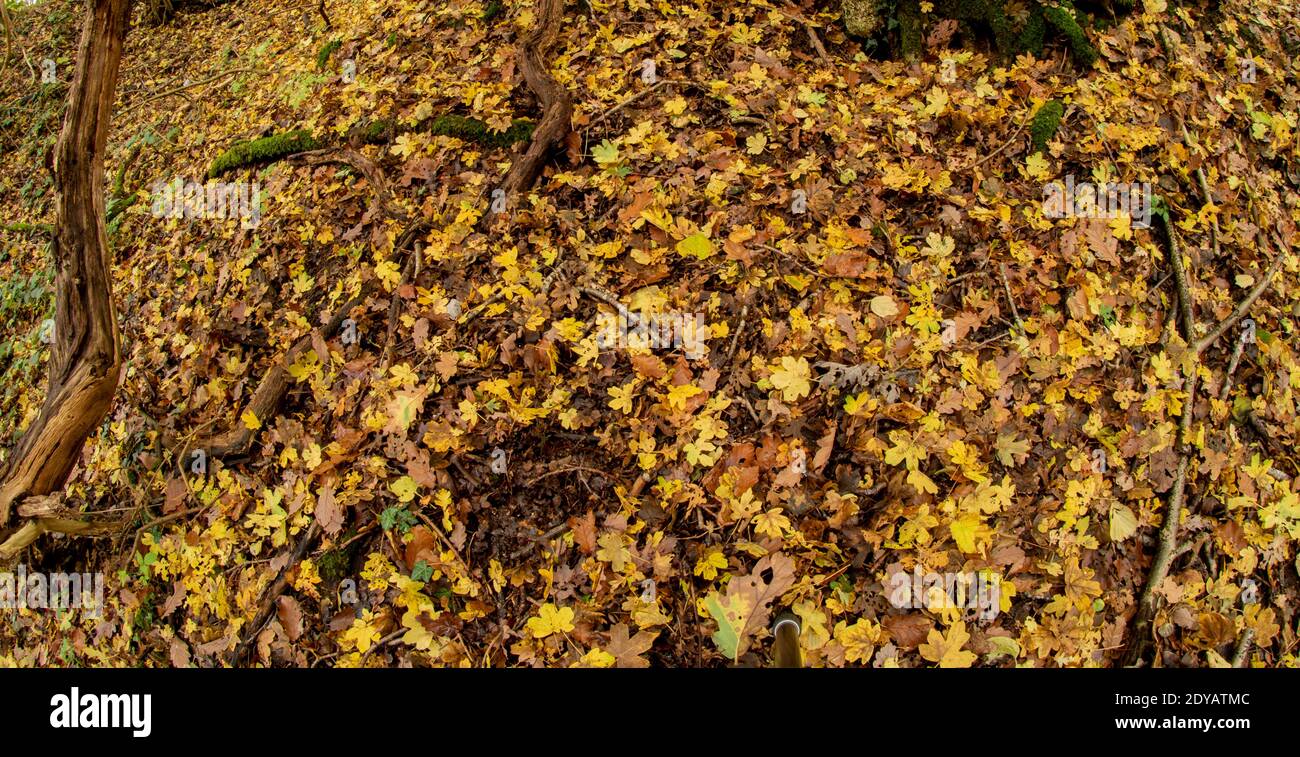Autumnal woodland floor landscape with fallen leaves as background to ...