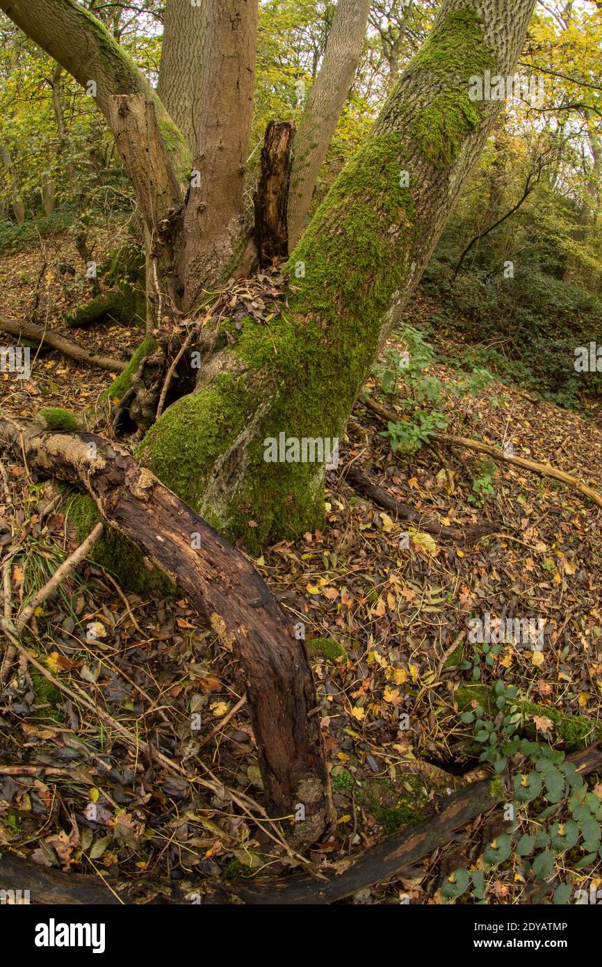 Autumnal leaf colour landscape in a Surrey woodland showing both fallen ...