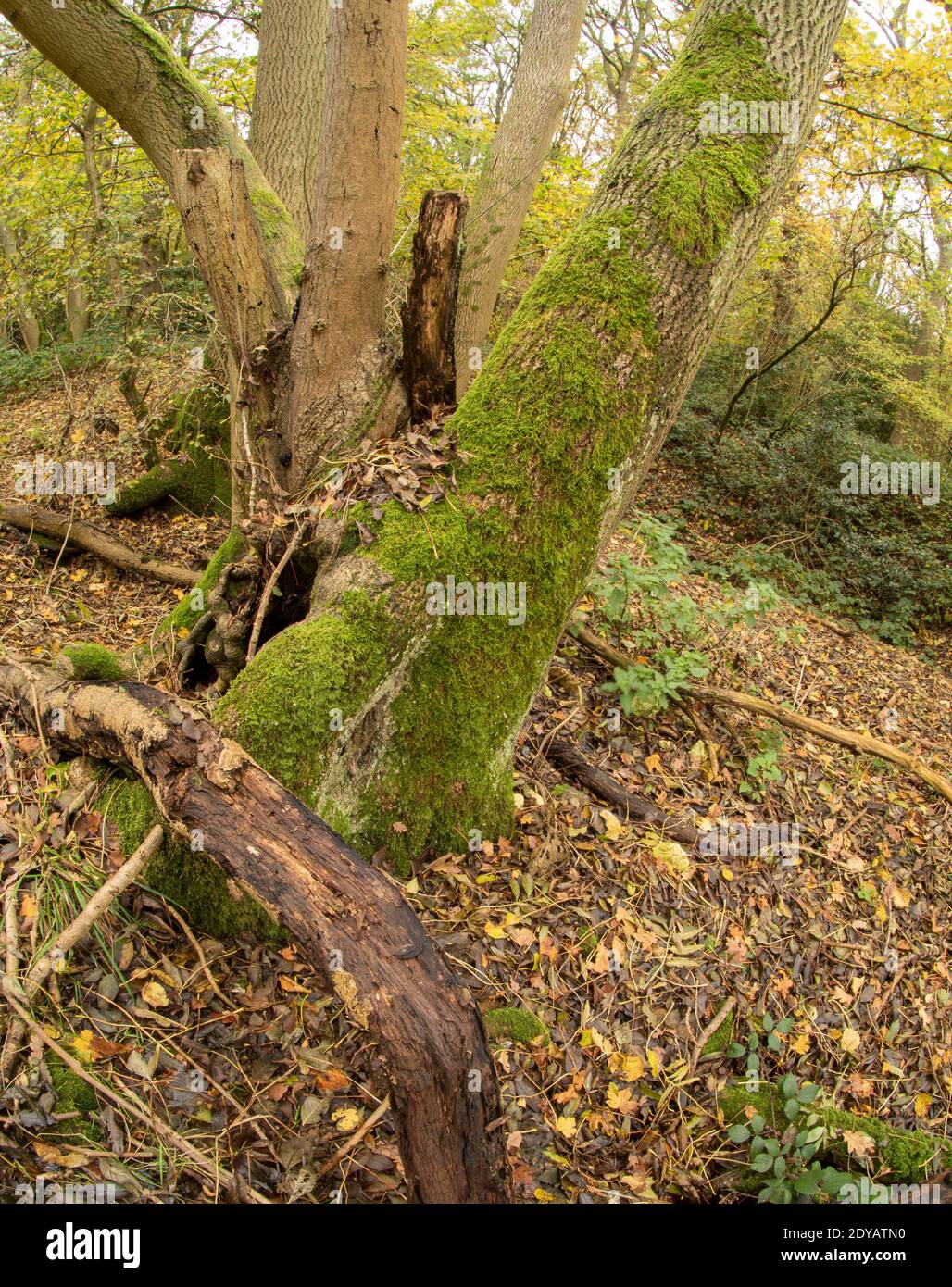 Autumnal leaf colour landscape in a Surrey woodland showing both fallen ...