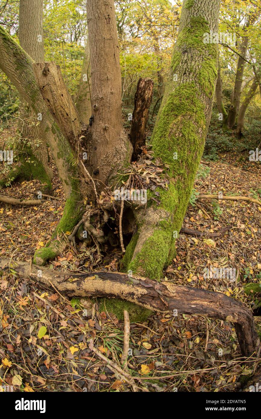 Autumnal leaf colour landscape in a Surrey woodland showing both fallen ...