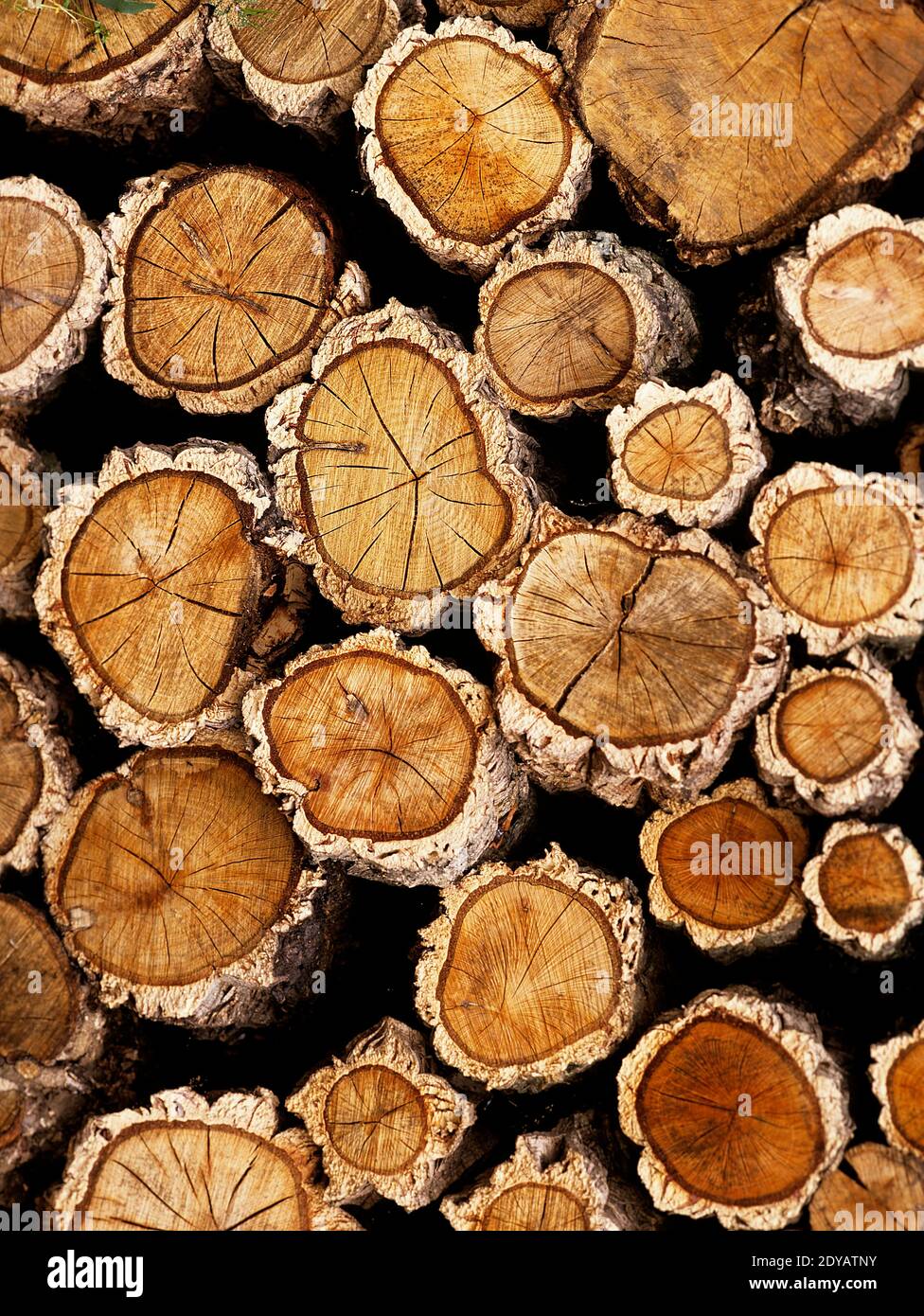 Quercus suber timber hi-res stock photography and images - Alamy