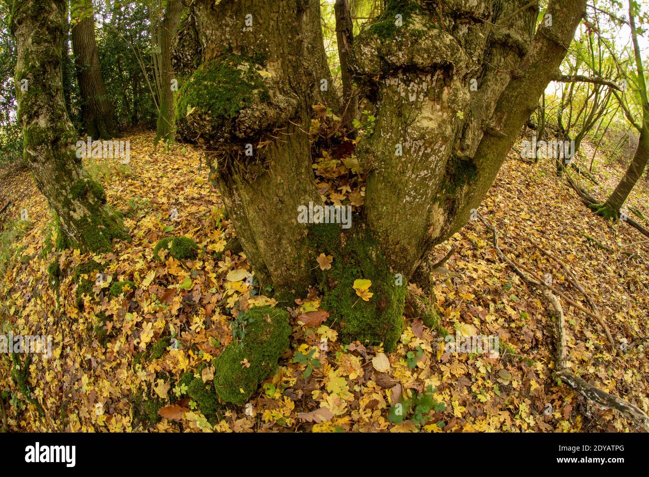 Autumnal leaf colour landscape in a Surrey woodland showing both fallen ...