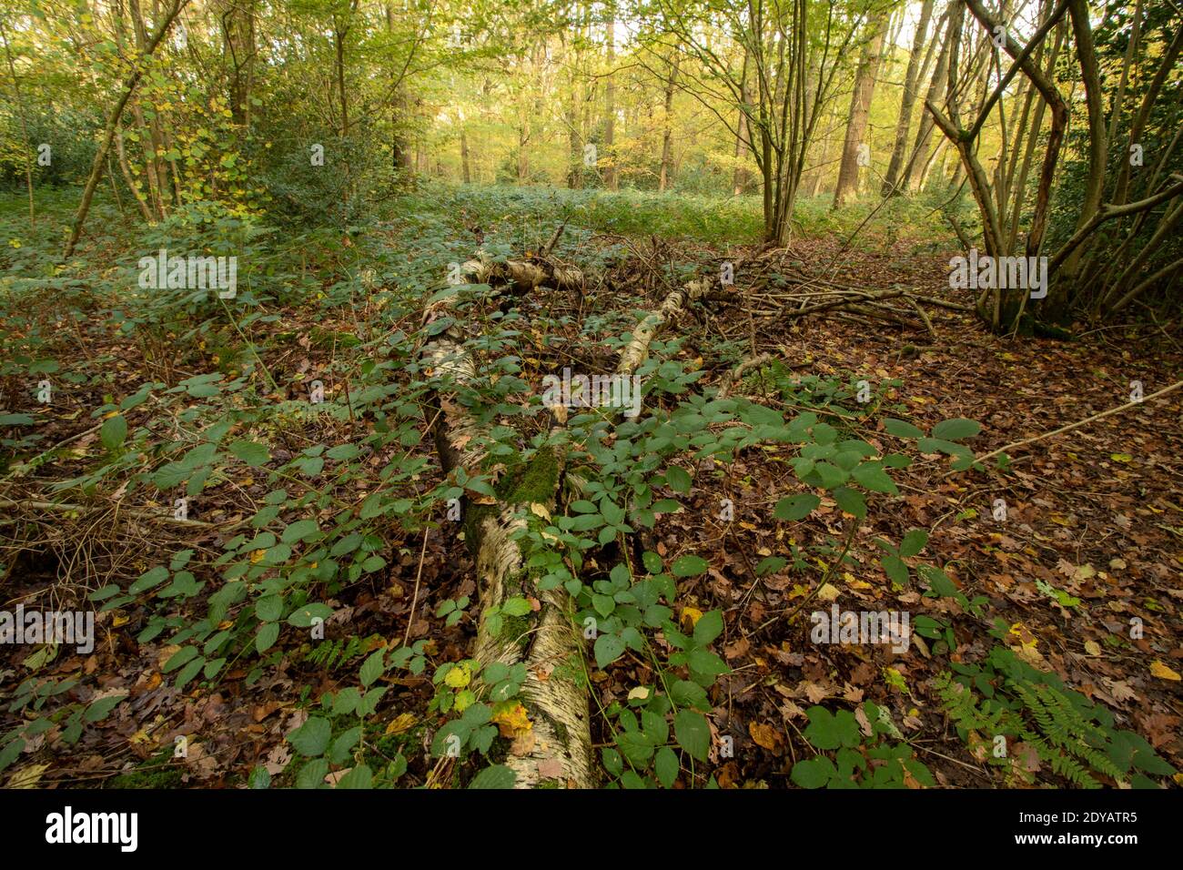 Autumnal leaf colour landscape in a Surrey woodland showing both fallen ...