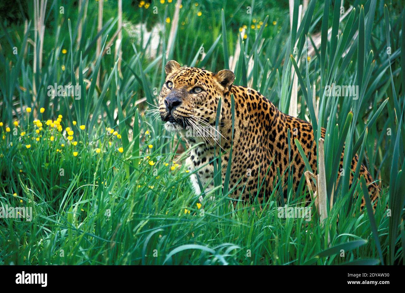 Leopard, panthera pardus Stock Photo - Alamy