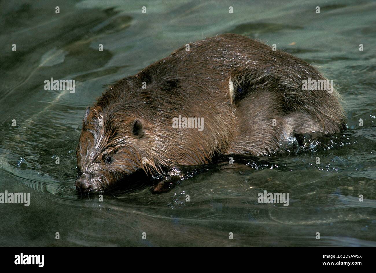 European Beaver, castor fiber Stock Photo - Alamy