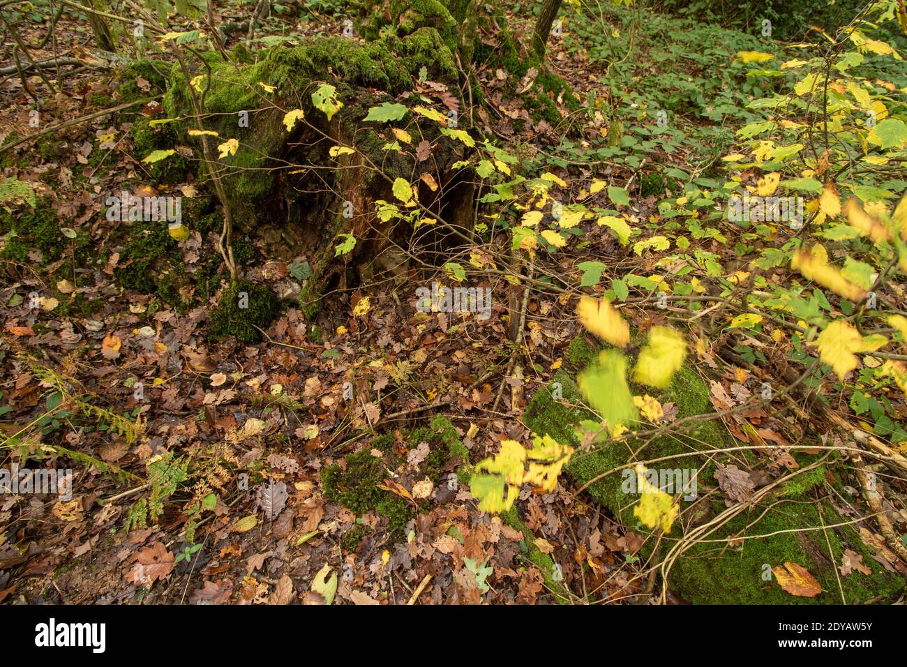 Autumnal leaf colour landscape in a Surrey woodland showing both fallen ...