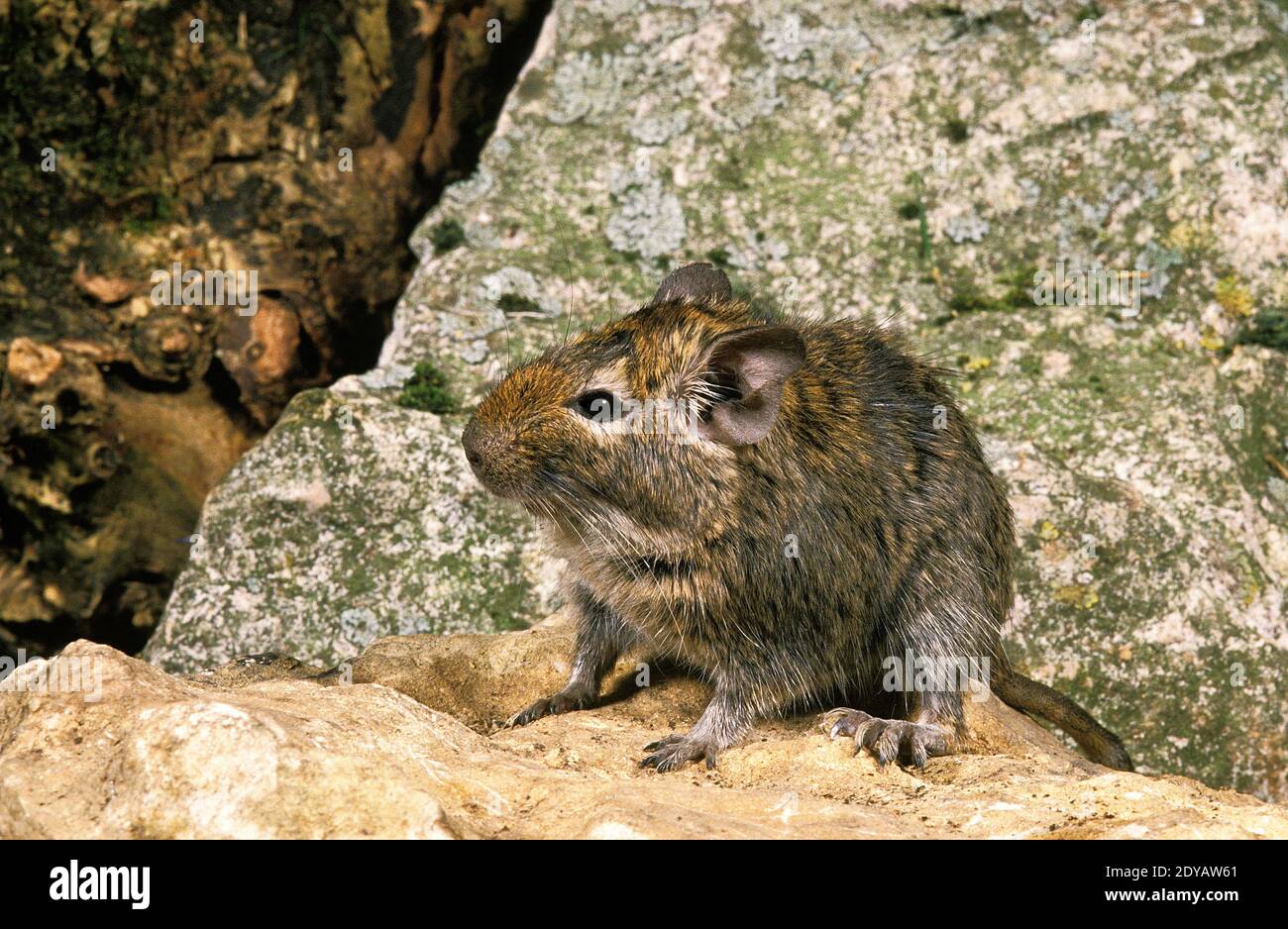 Octodontidae hi-res stock photography and images - Alamy