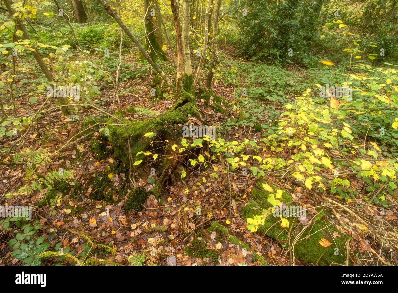 Autumnal leaf colour landscape in a Surrey woodland showing both fallen ...