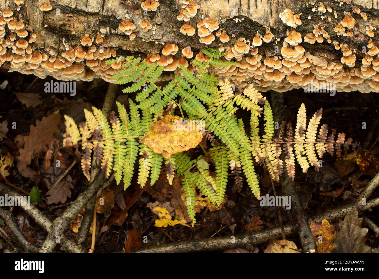 Intimate autumn (fall) landscape featuring ferns and fungi covered log ...