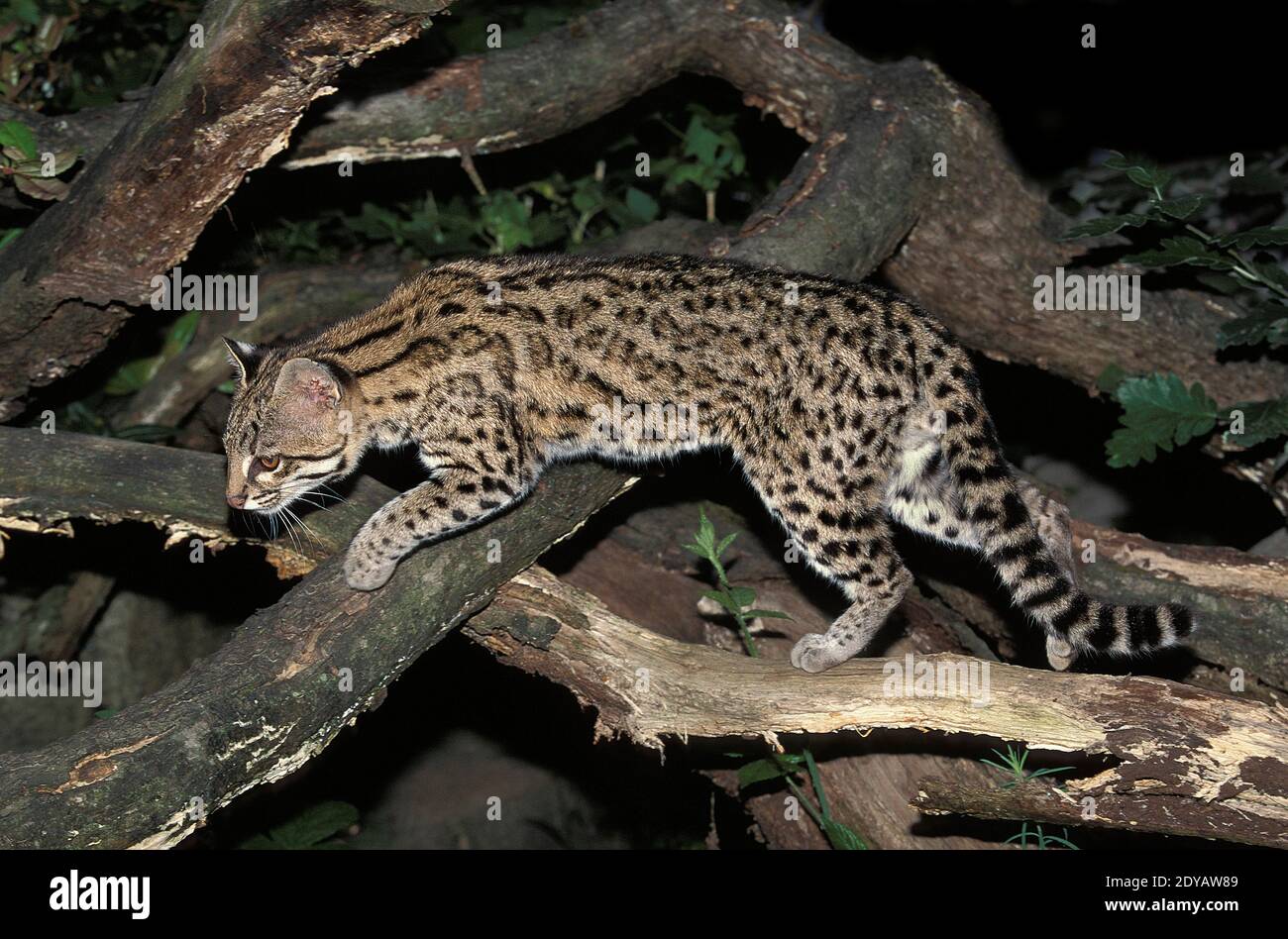Oncilla leopardus tigrinus hi-res stock photography and images - Alamy