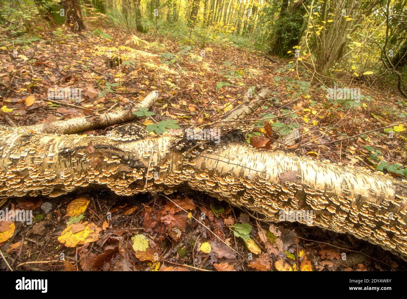 Autumnal leaf colour landscape in a Surrey woodland showing both fallen ...