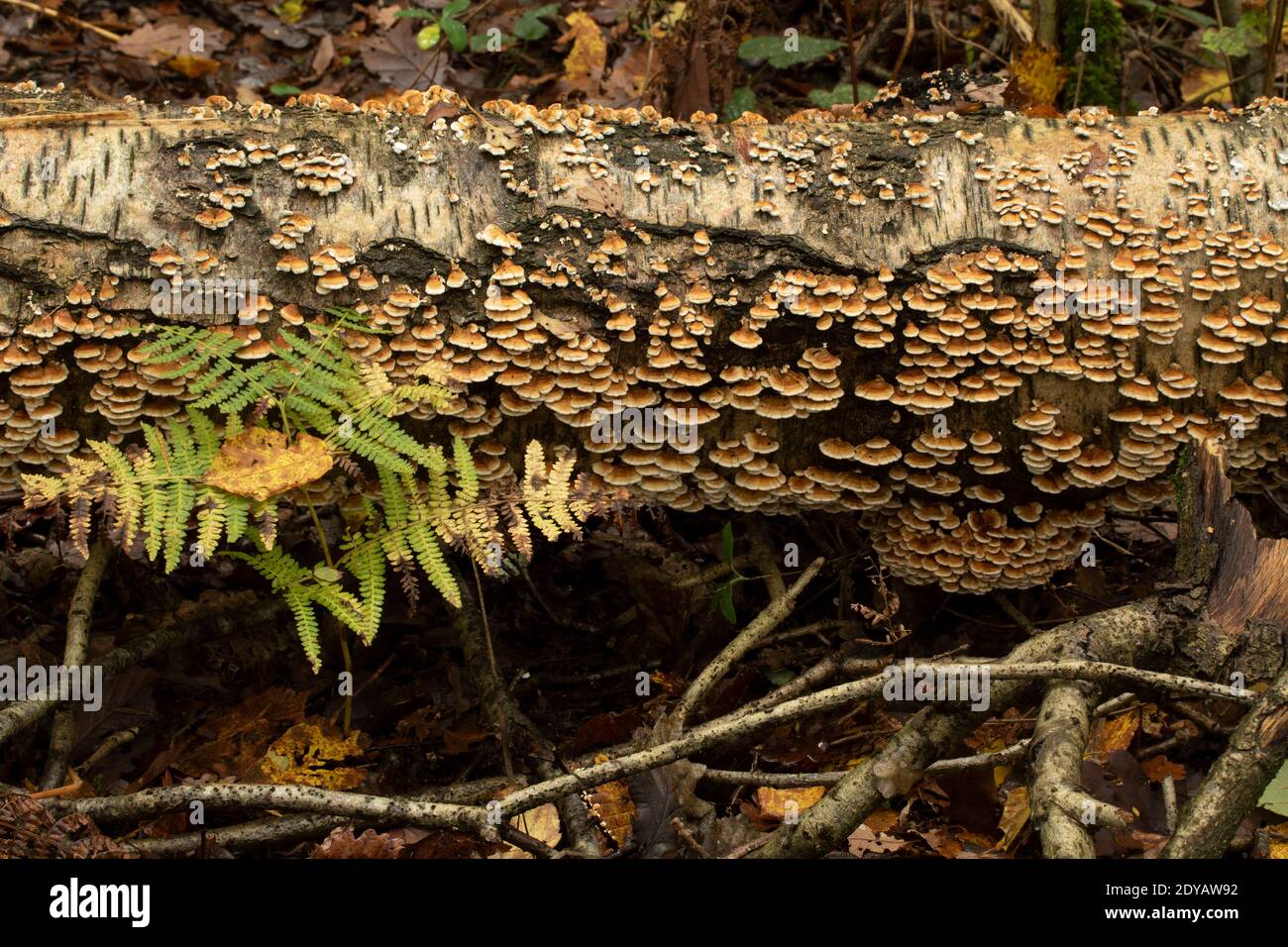 Intimate autumn (fall) landscape featuring ferns and fungi covered log ...