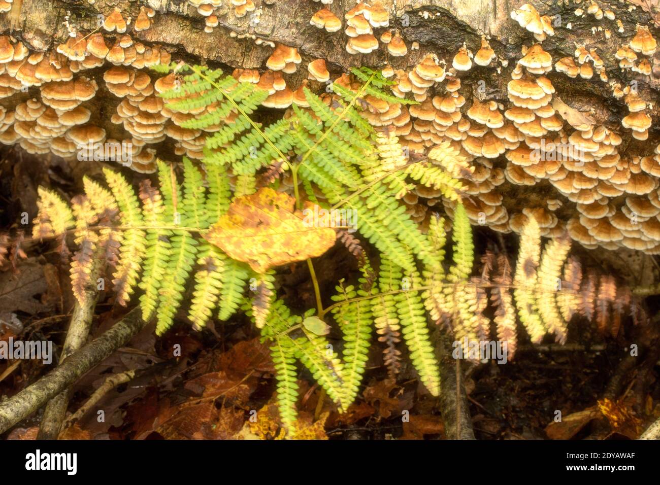 Intimate autumn (fall) landscape featuring ferns and fungi covered log ...