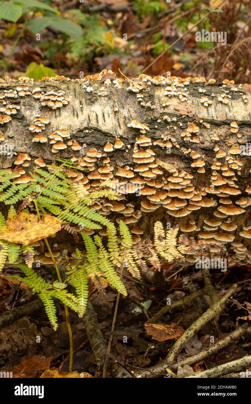 Intimate autumn (fall) landscape featuring ferns and fungi covered log ...