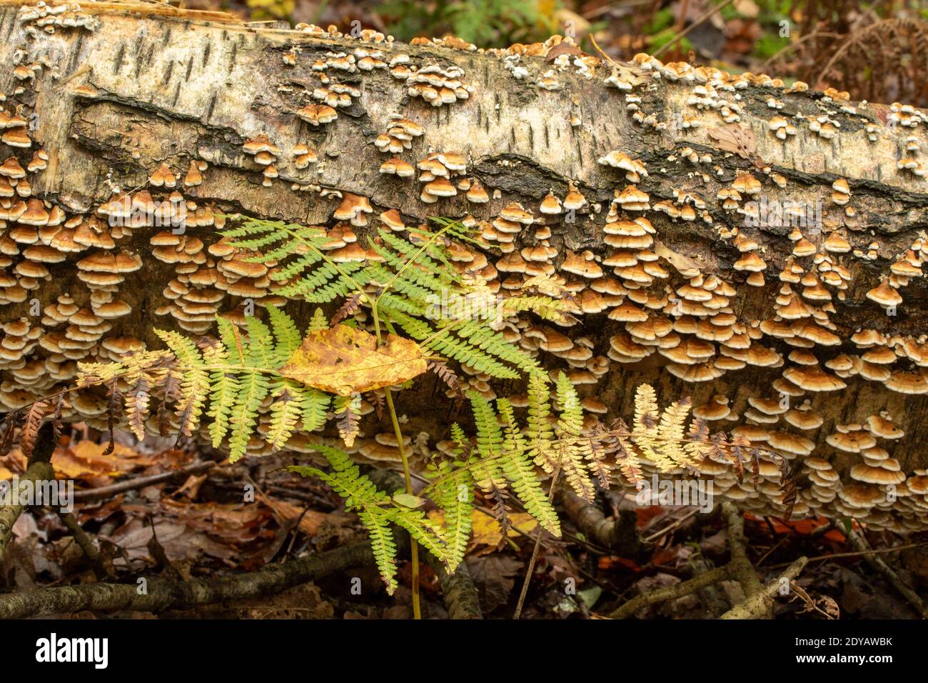 Intimate autumn (fall) landscape featuring ferns and fungi covered log ...