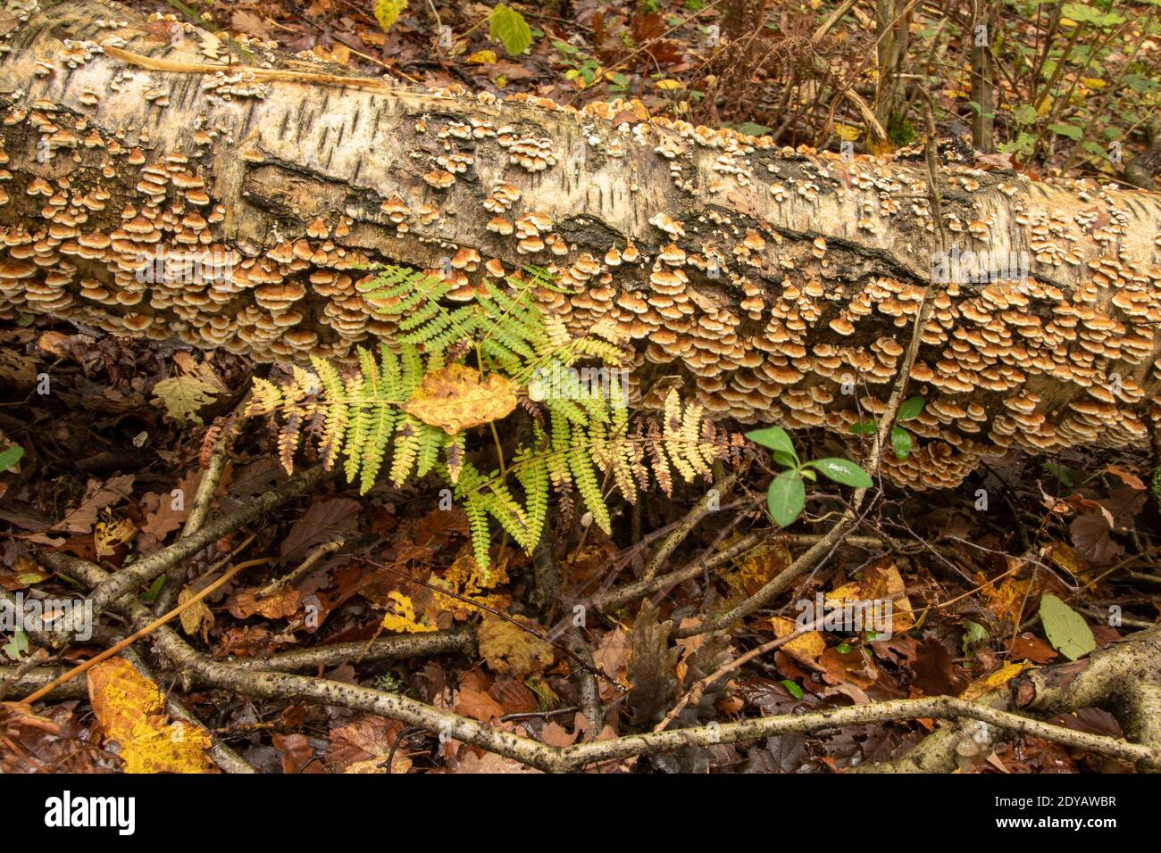 Intimate autumn (fall) landscape featuring ferns and fungi covered log ...