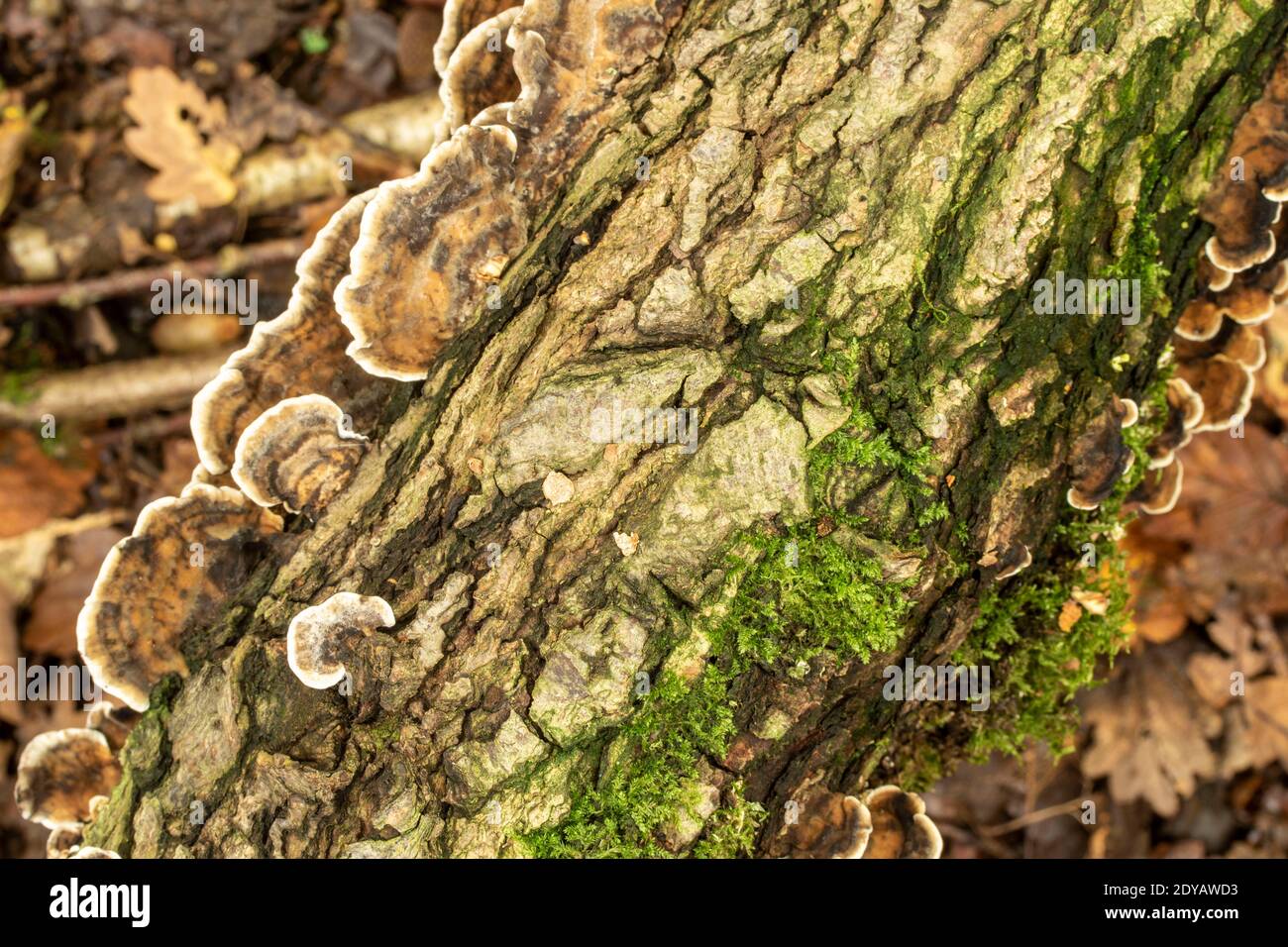 Abstract close-up patterns and textures in nature, simplifying ...