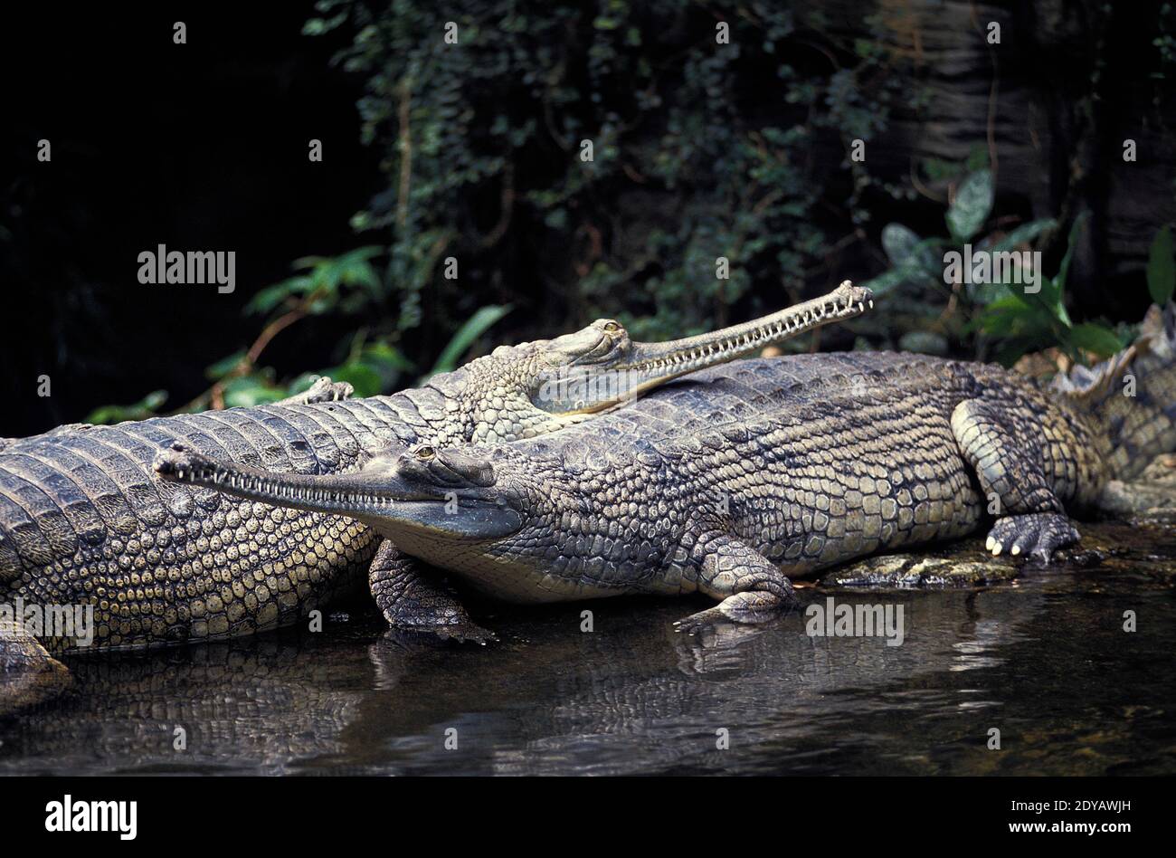 Gavial or Charial, gavialis gangeticus Stock Photo - Alamy