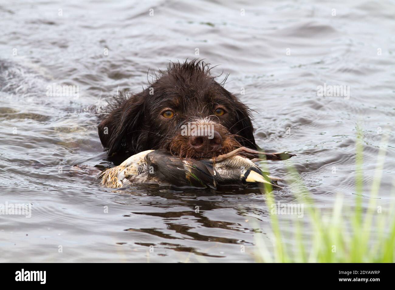 floating dog returns downed duck (teal drake) from the lake during ...