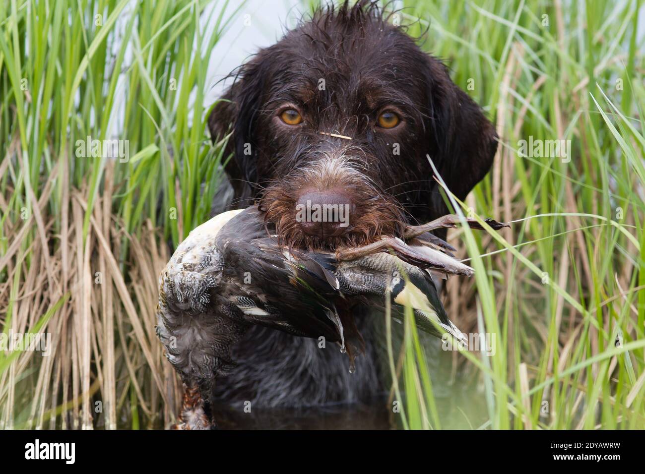 Wirehaired Pointing Griffon Duck Hunting