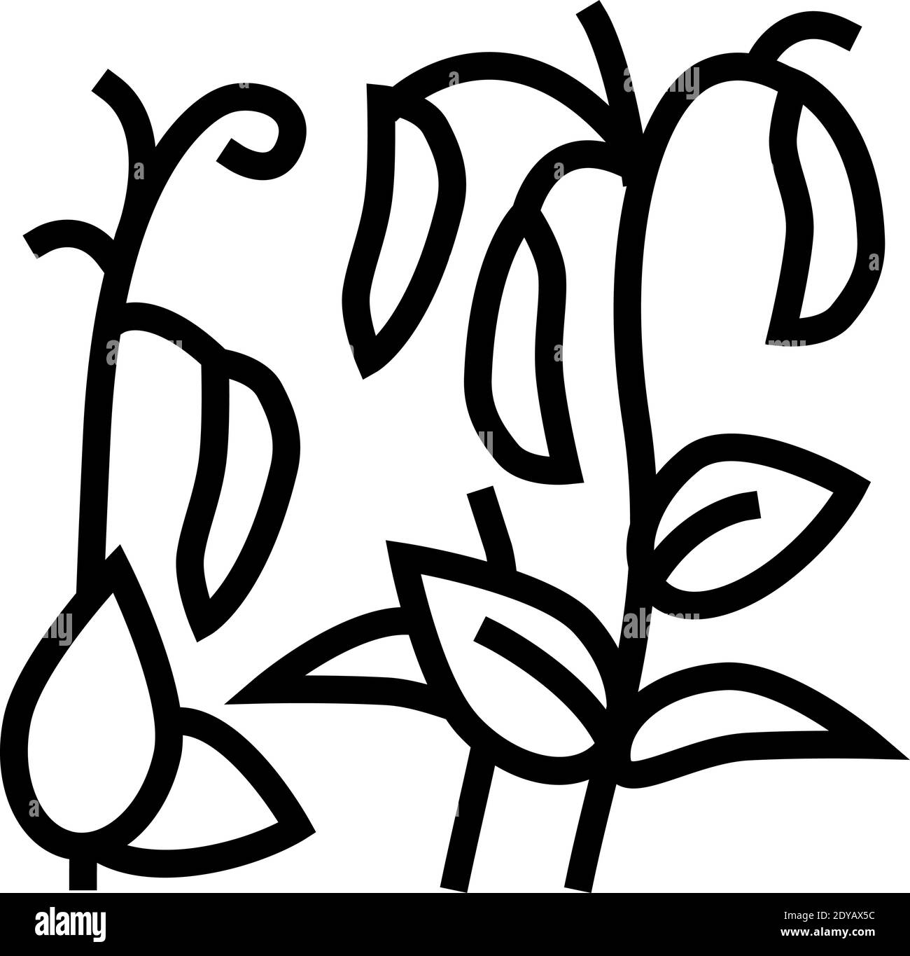 Peas plant leaf line Stock Vector Images - Alamy
