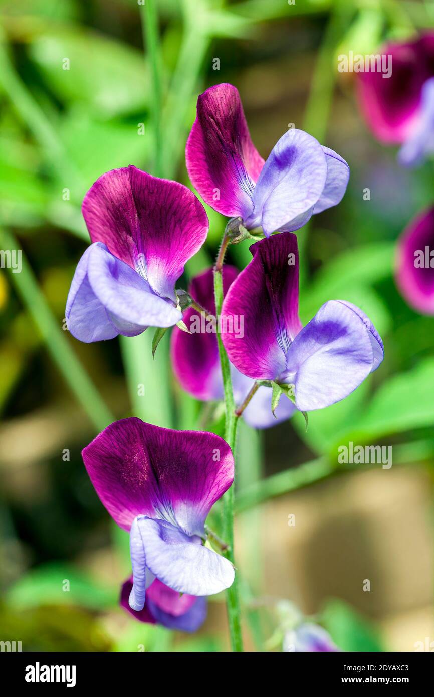 Pea plant flower hi-res stock photography and images - Alamy