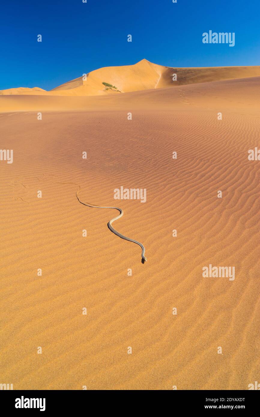 Namib Sand Snake (Psammophis namibensis), Swakopmund, Erongo Region ...