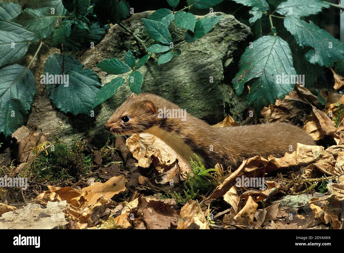 Weasel, mustela nivalis, Normandy Stock Photo - Alamy