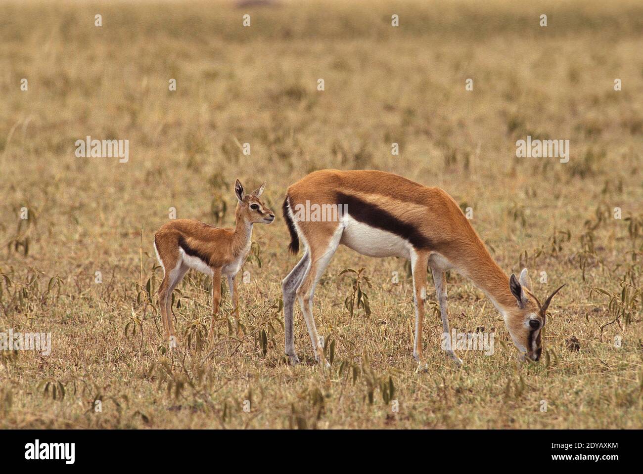 Thomson's Gazelle, gazella thomsoni, Mother and Young, Masai Mara Park ...