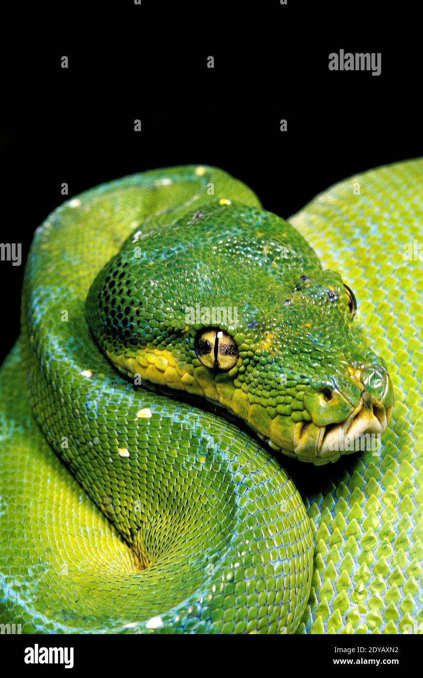 Green Tree Python, morelia viridis Stock Photo - Alamy