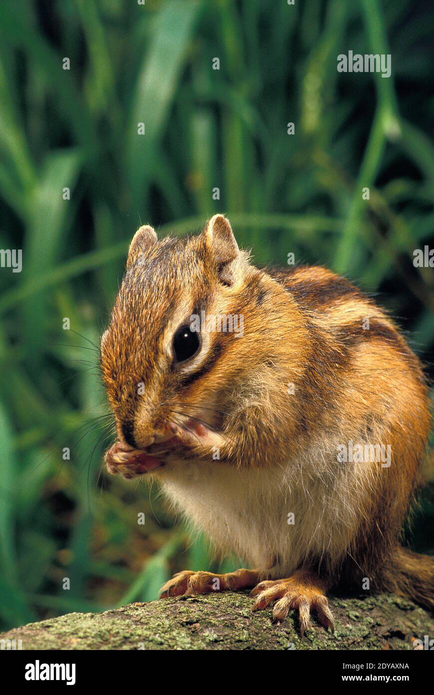 Corean Squirrel, eutamia sibericus Stock Photo - Alamy