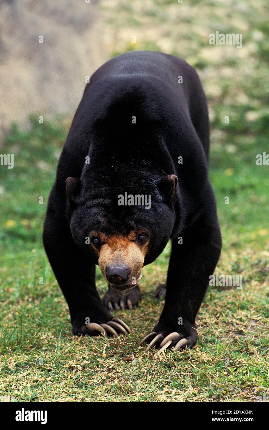 Malayan Sun Bear, helarctos malayanus Stock Photo - Alamy