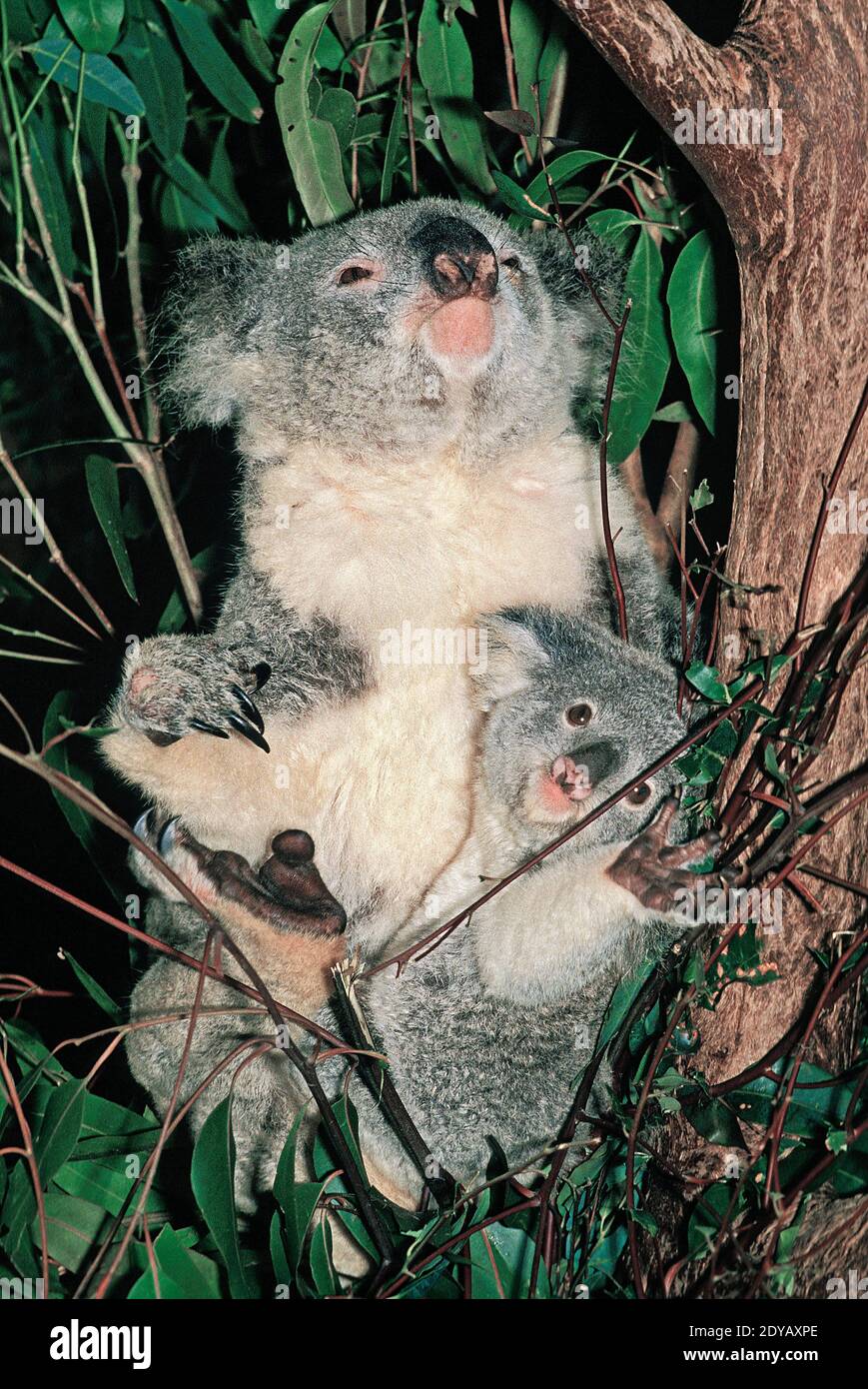 Koala, phascolarctos cinereus, Mother and Joey Stock Photo - Alamy