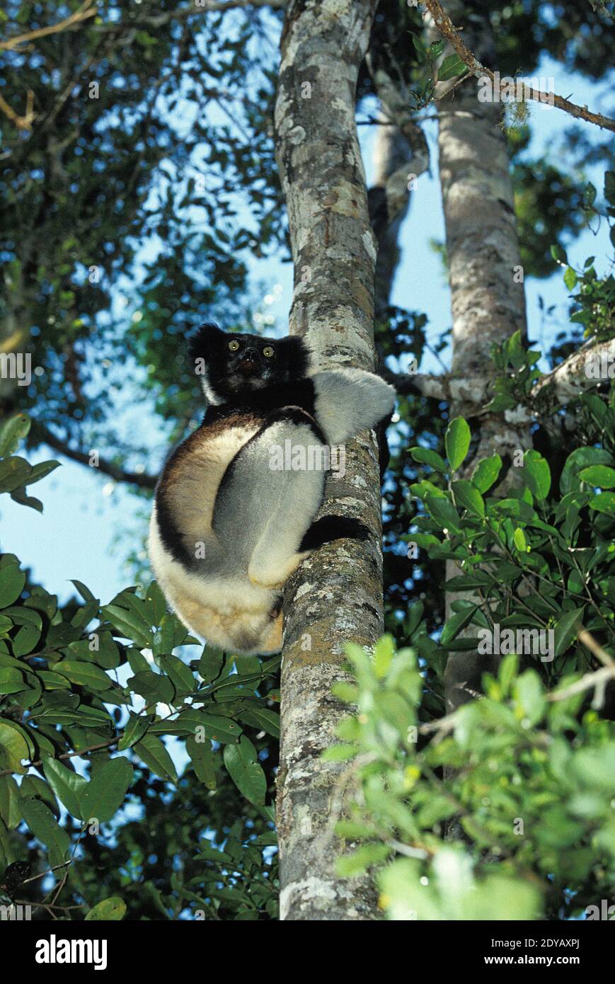 Indri, indri indri, Adult standing in Tree, Madagascar Stock Photo - Alamy