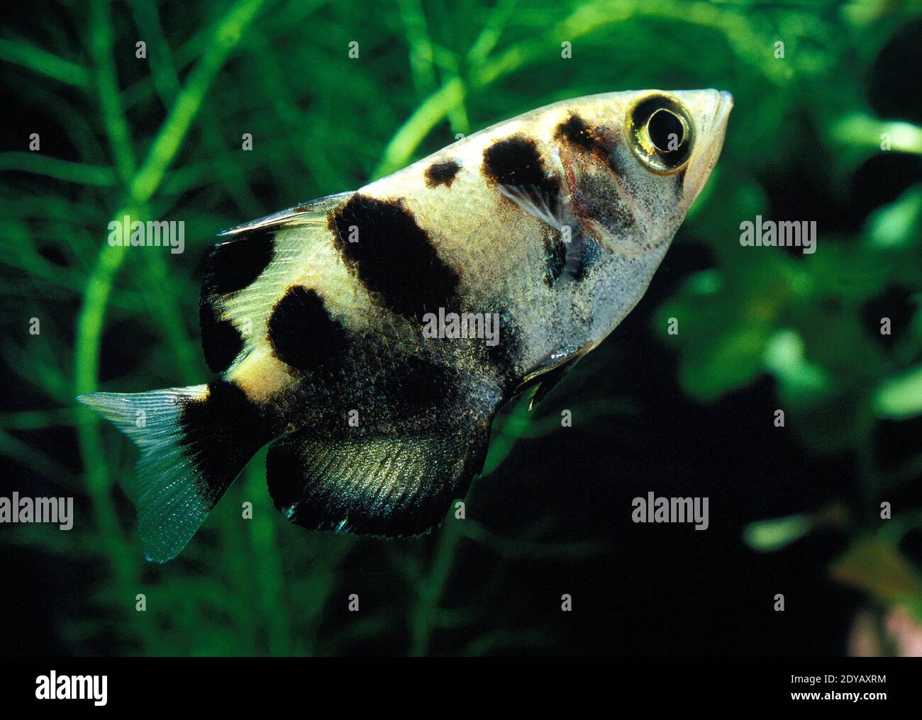 Toxotidae hi-res stock photography and images - Alamy