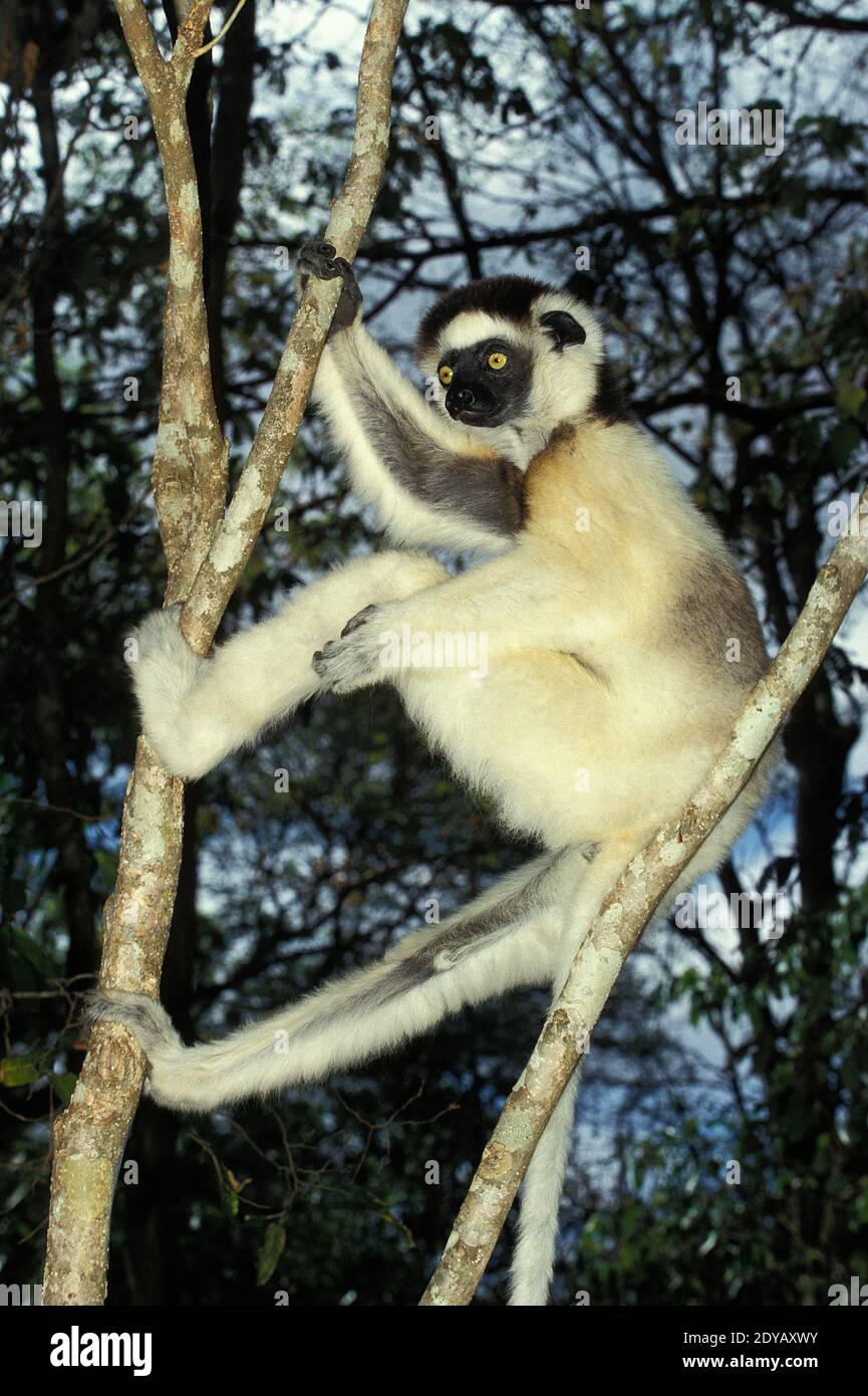 Verreaux's Sifaka, propithecus verreauxi, Berent Reserve in Madagascar ...