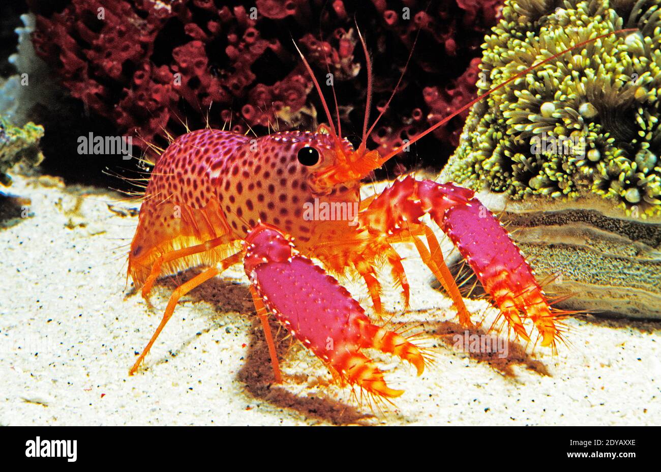 Face of crayfish hi-res stock photography and images - Alamy
