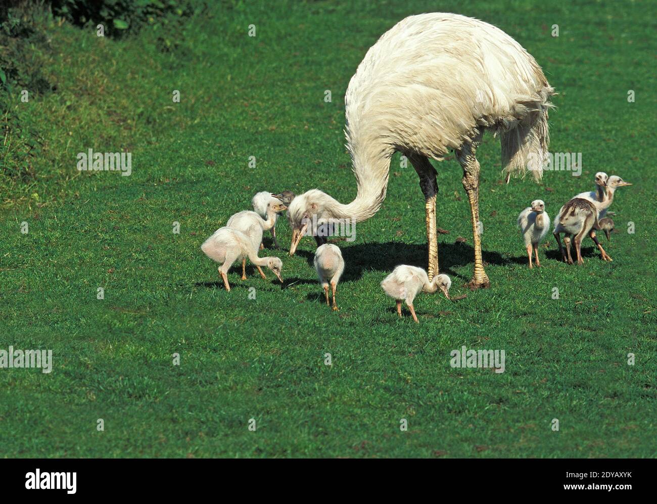 American Rhea, rhea americana, Mother and Chicks Stock Photo - Alamy