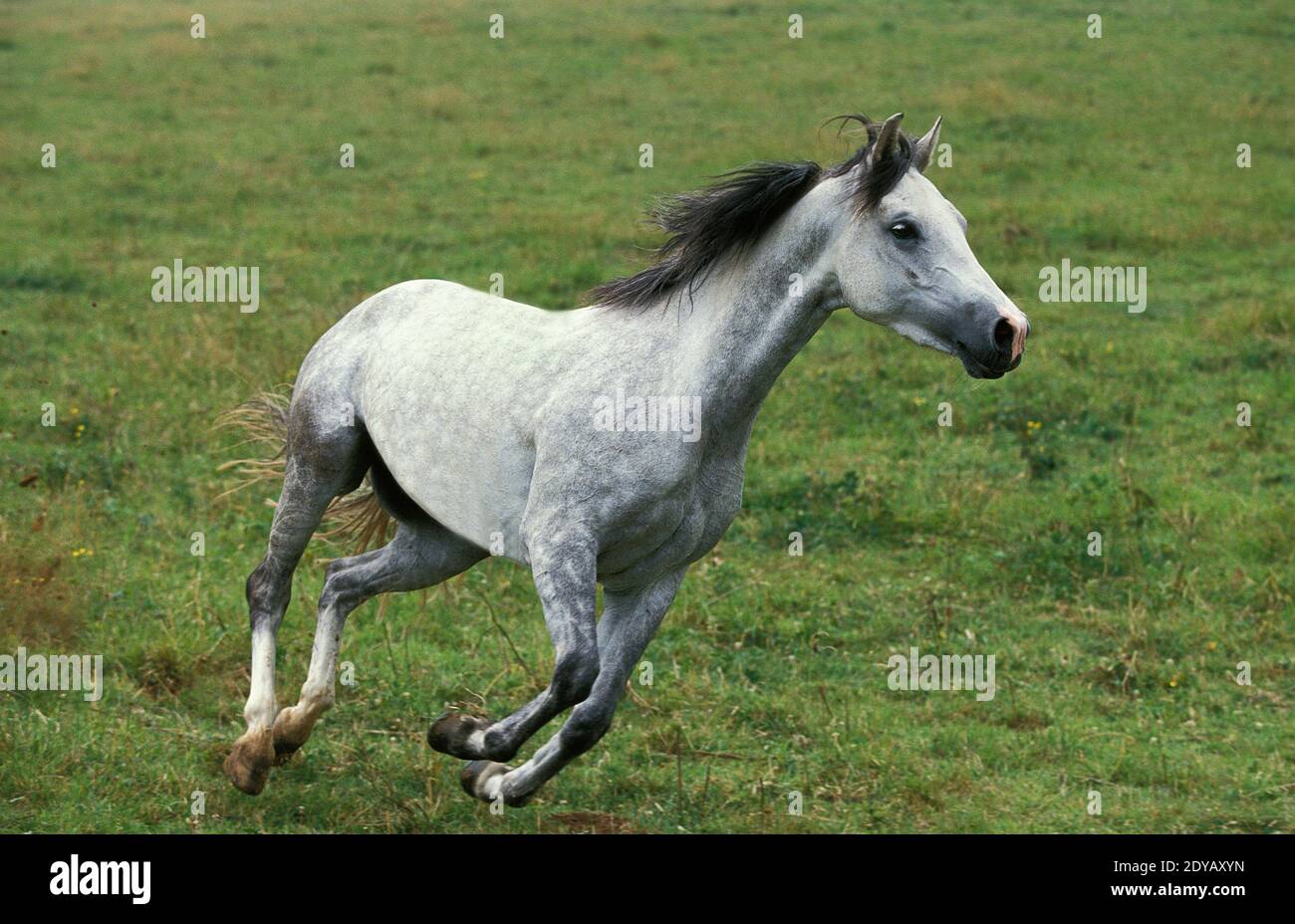 Shagya Horse, Adult Galloping Stock Photo - Alamy